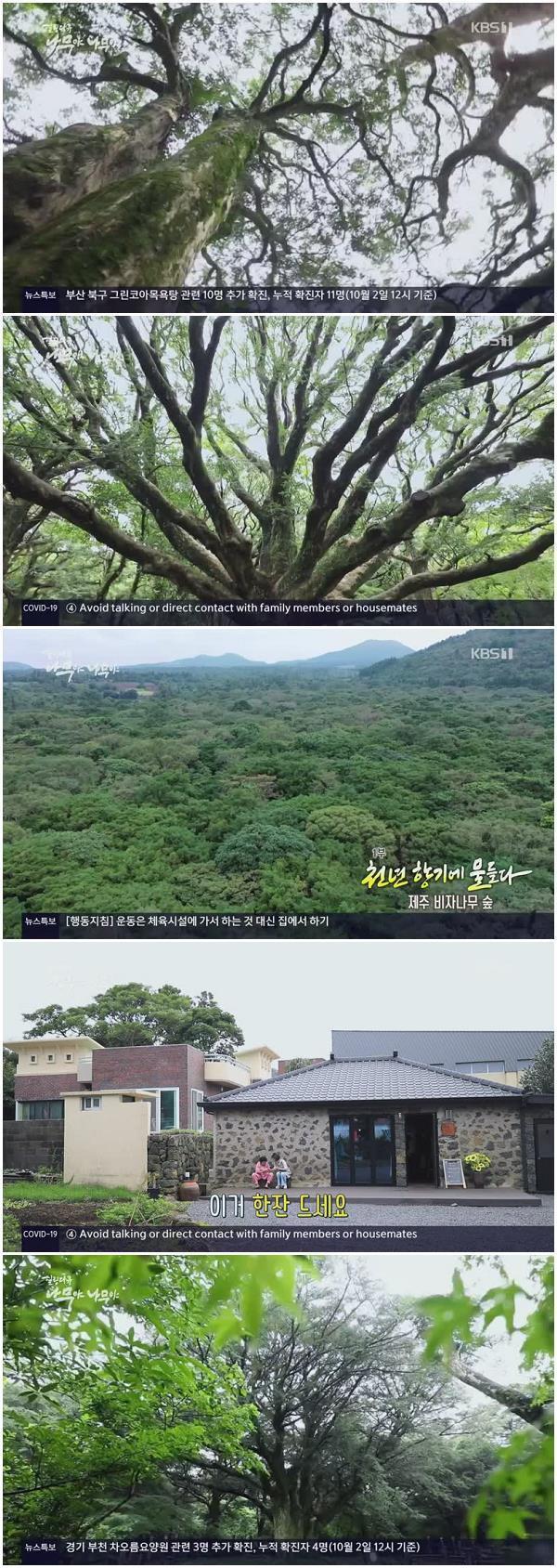 2020 추석특집 나무야 나무야.E01.201002.450p-NEXT - 예스파일